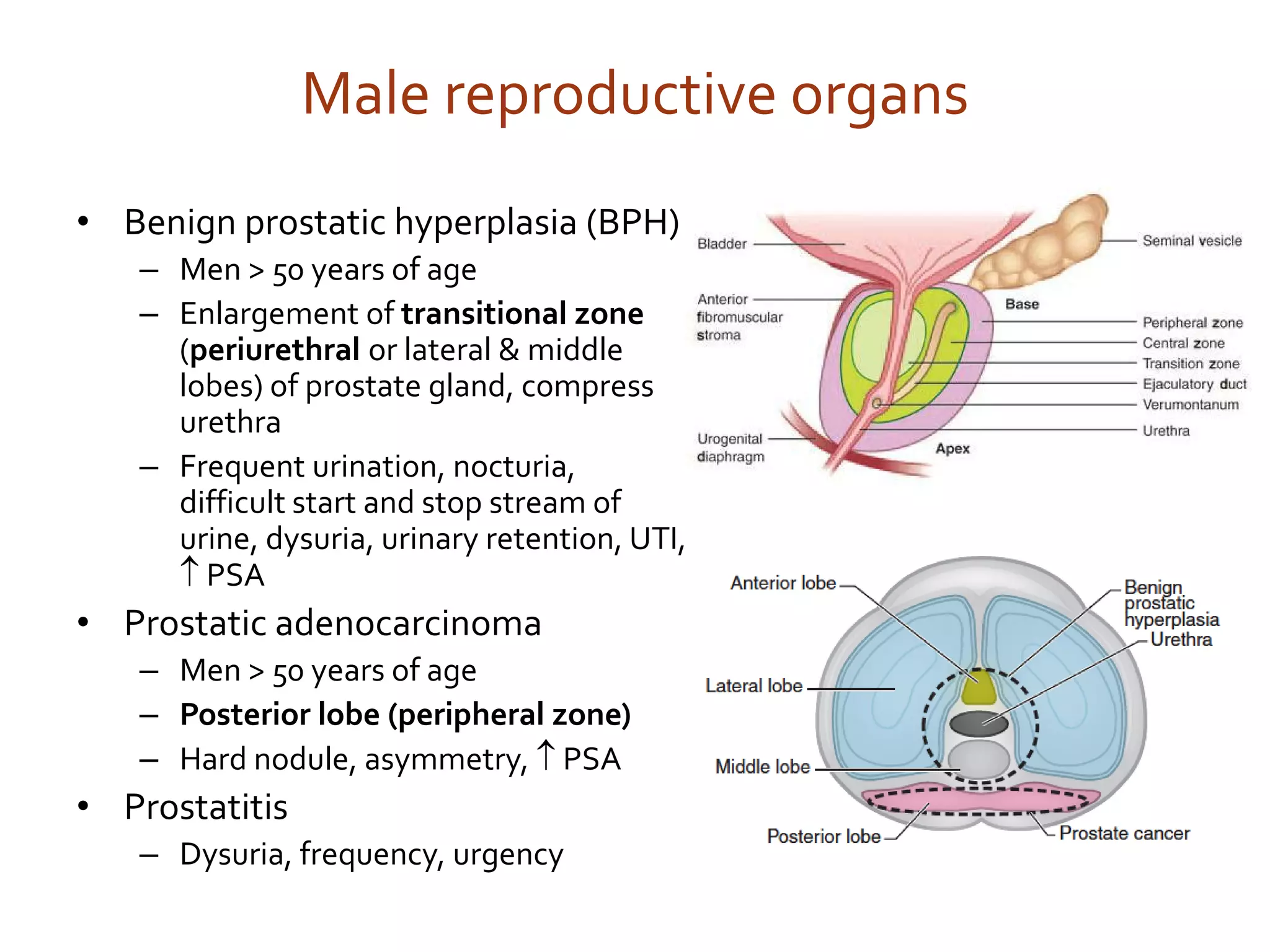 USMLE step 1 Review Anatomy of Reproductive System 2018 | PDF