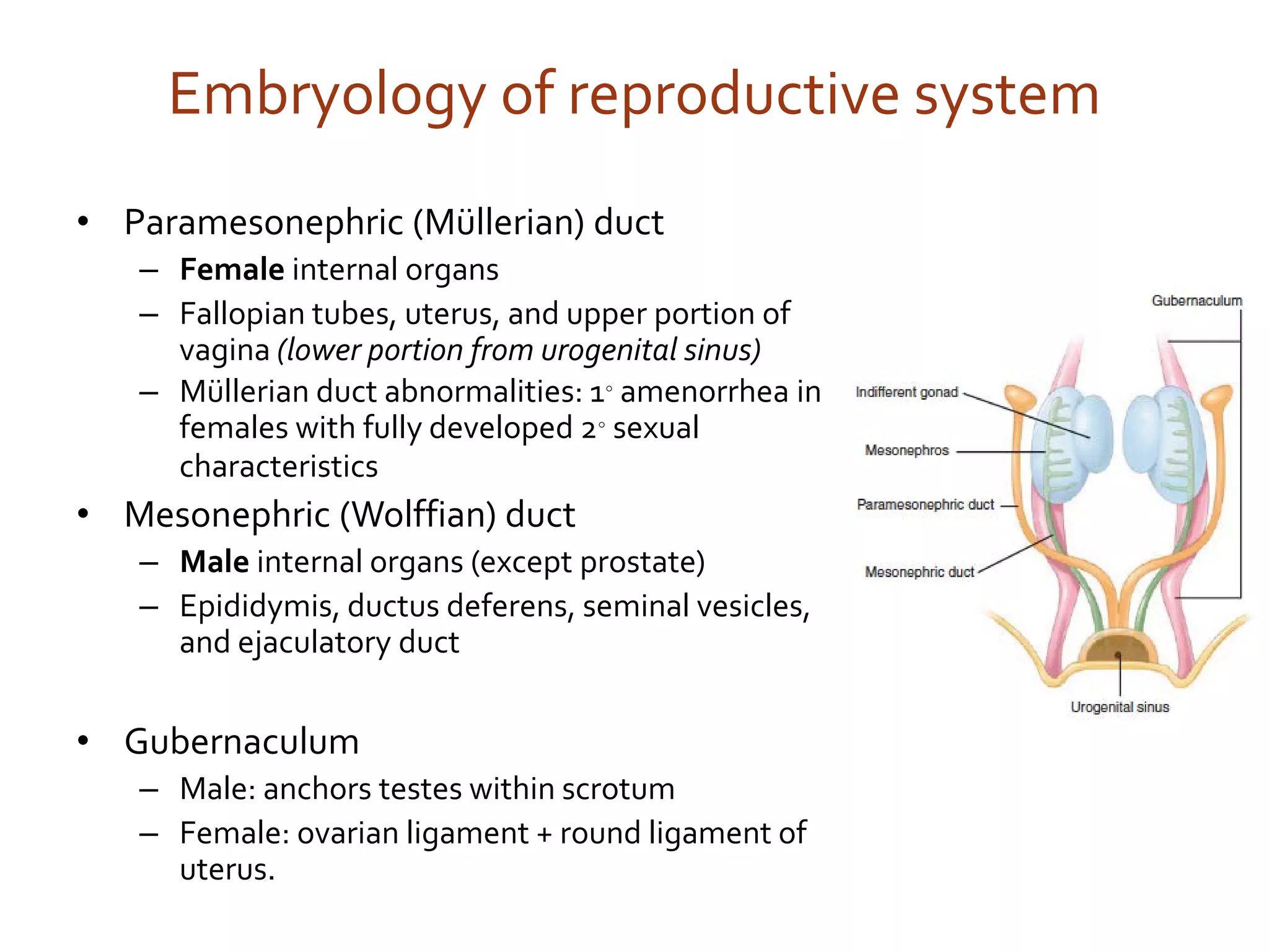 USMLE step 1 Review Anatomy of Reproductive System 2018 | PDF