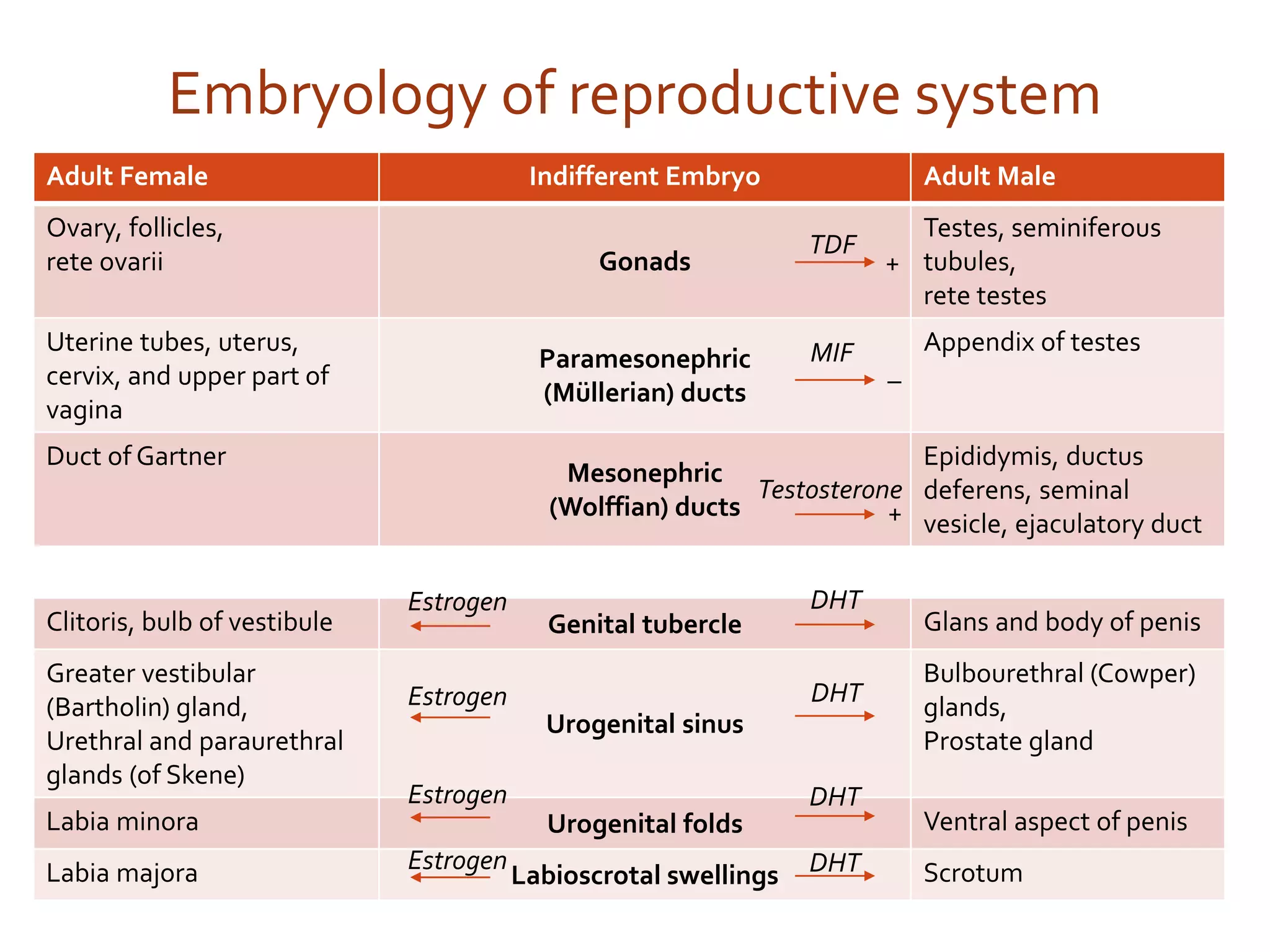 USMLE step 1 Review Anatomy of Reproductive System 2018 | PDF