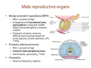 USMLE step 1 Review Anatomy of Reproductive System 2018 | PDF