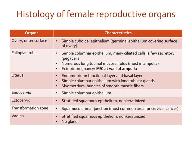 USMLE step 1 Review Anatomy of Reproductive System 2018 | PDF ...