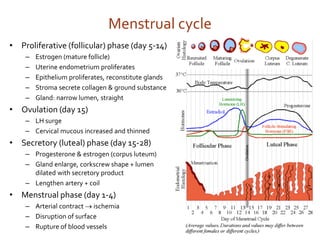 USMLE step 1 Review Anatomy of Reproductive System 2018 | PDF