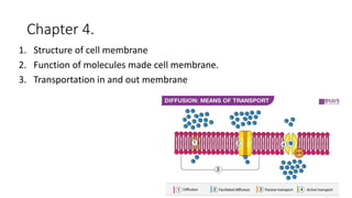 review exam biology as level grd111.pptx