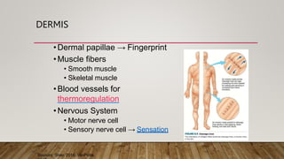 Review Fisiologi Integumen Maret 2021.pptx