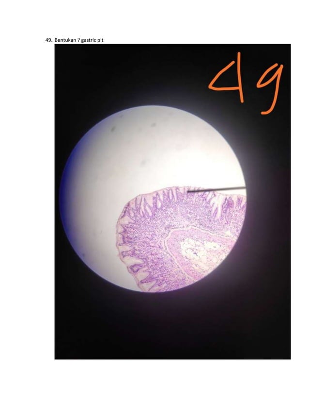 REVIEW HISTO 1 BIOMEDIK 2.docx