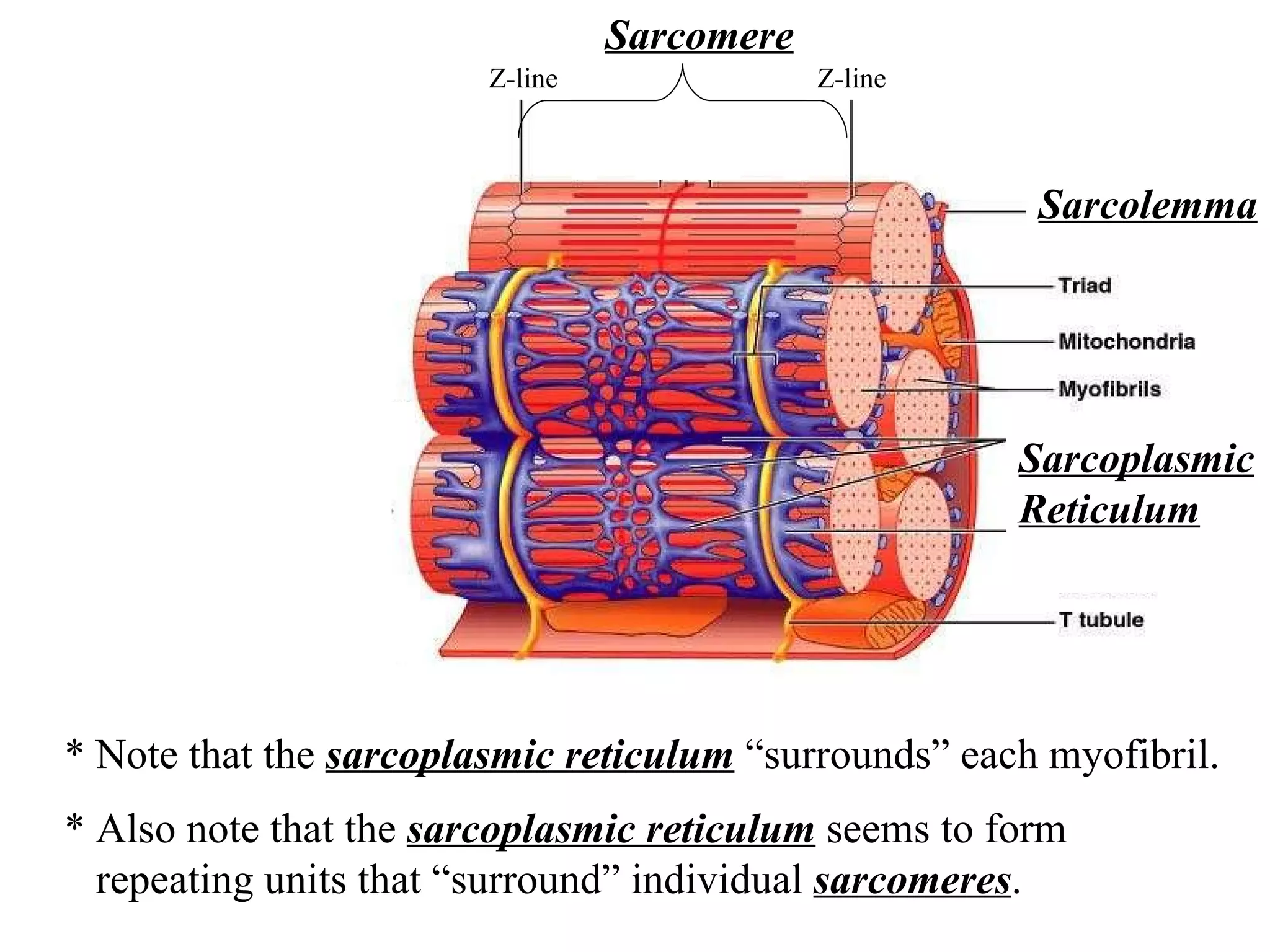 Review motor end plate nmj notes | PPT