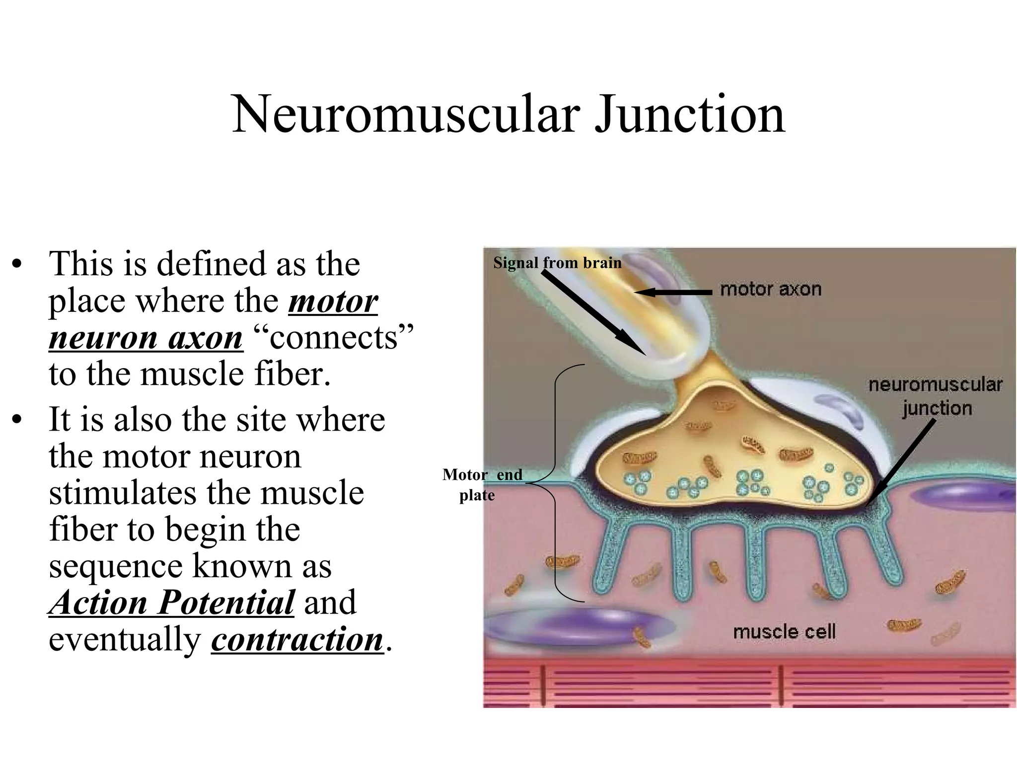 Review motor end plate nmj notes | PPT