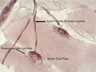 Review motor end plate nmj notes | PPT