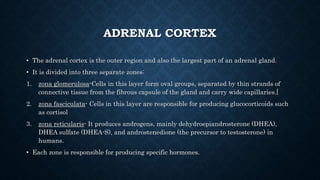 Review of anatomy and physiology of endocrine system.pptx