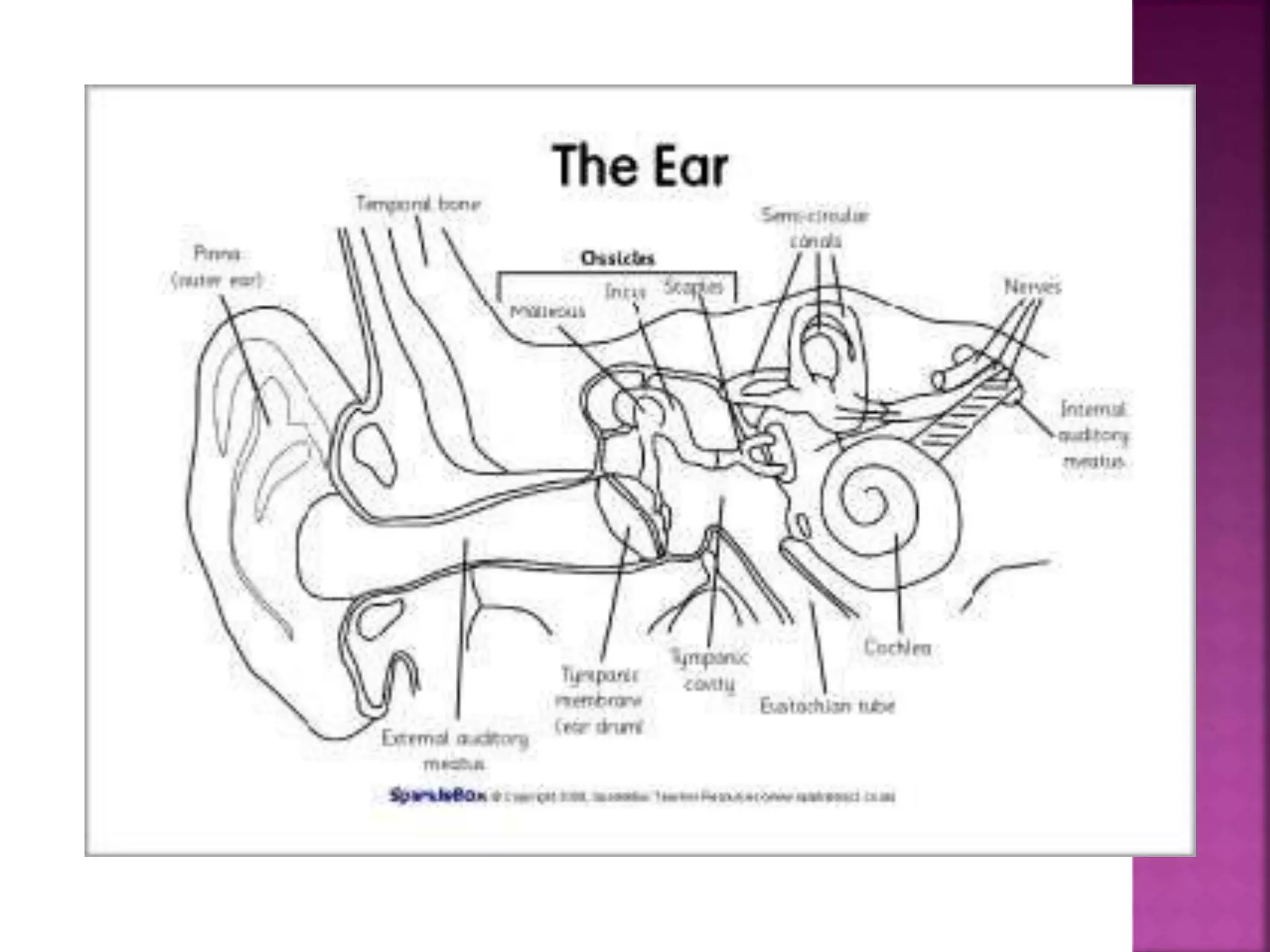 Review of anatomy and physiology of the ear | PPTX