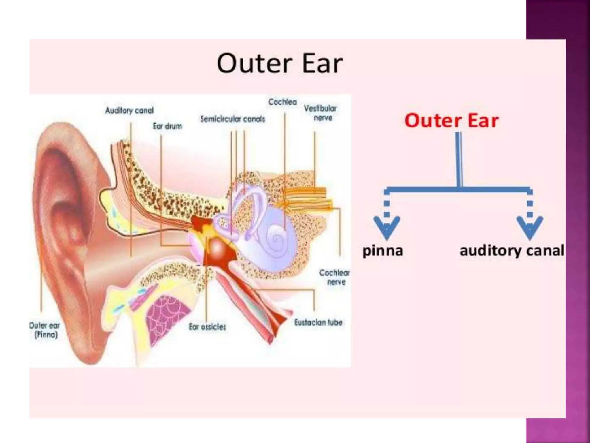 Review of anatomy and physiology of the ear | PPTX | Ear, Nose and ...