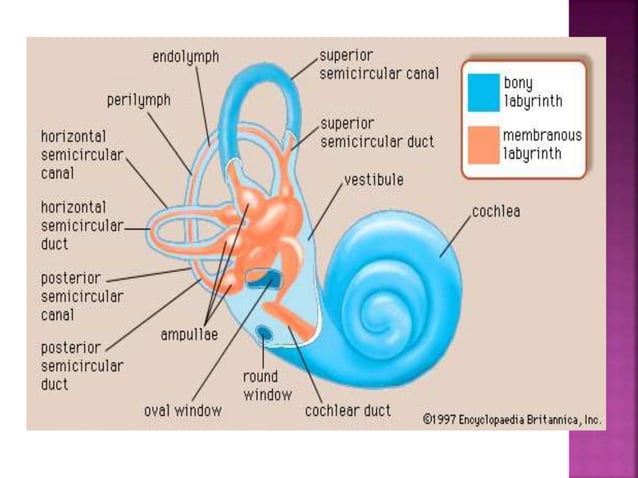 Review of anatomy and physiology of the ear | PPTX | Ear, Nose and ...