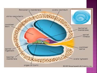 Review of anatomy and physiology of the ear | PPTX