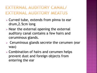 Review of anatomy and physiology of the ear | PPTX