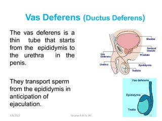 Review of anatomy and physiology of male re productive system | PPTX