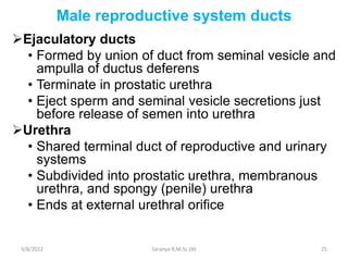 Review of anatomy and physiology of male re productive system | PPTX