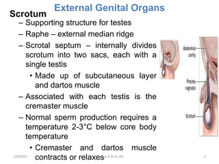 Review of anatomy and physiology of male re productive system | PPTX