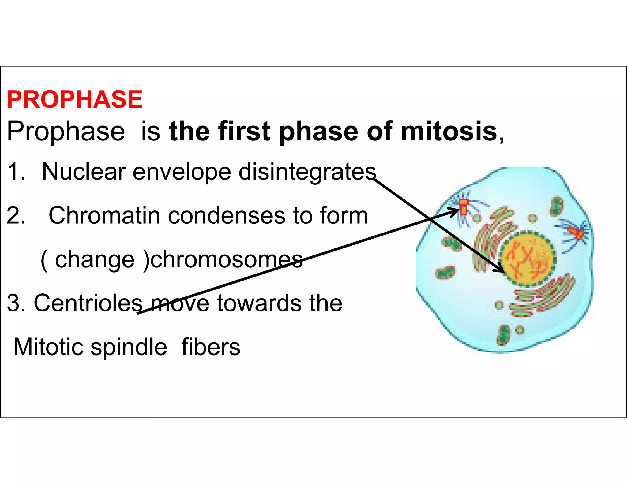 REVIEW OF CELLULAR DIVISION MITOSIS AND MEIOSIS 2023.pdf