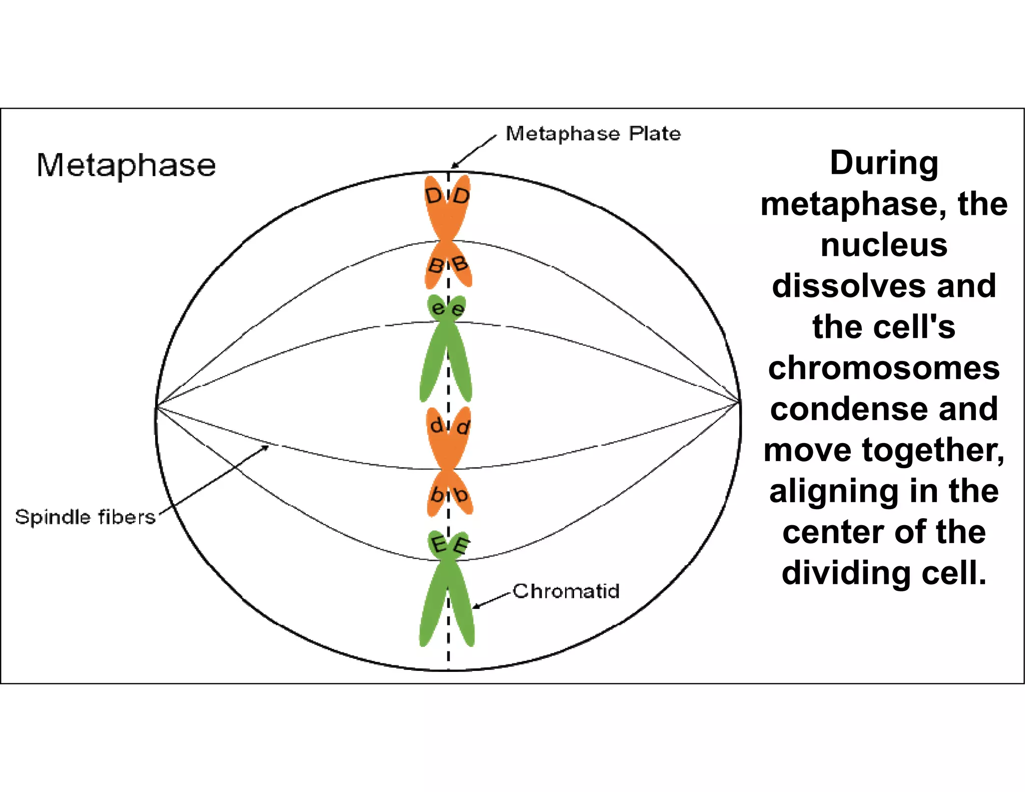 REVIEW OF CELLULAR DIVISION MITOSIS AND MEIOSIS 2023.pdf