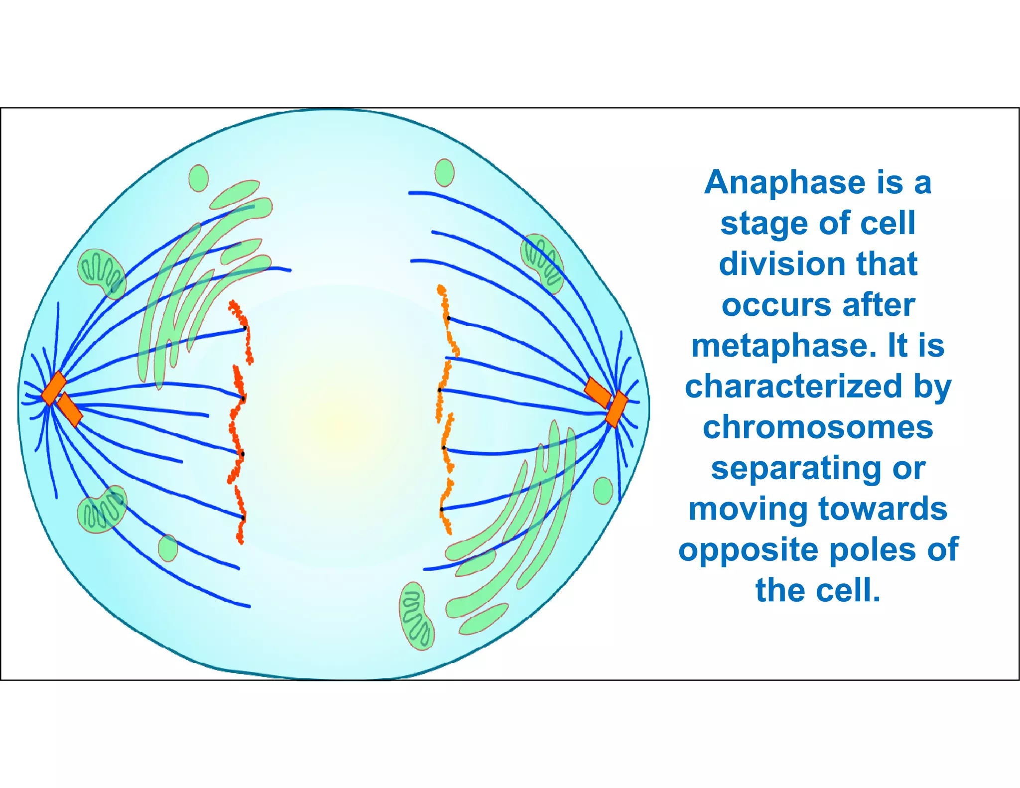 REVIEW OF CELLULAR DIVISION MITOSIS AND MEIOSIS 2023.pdf