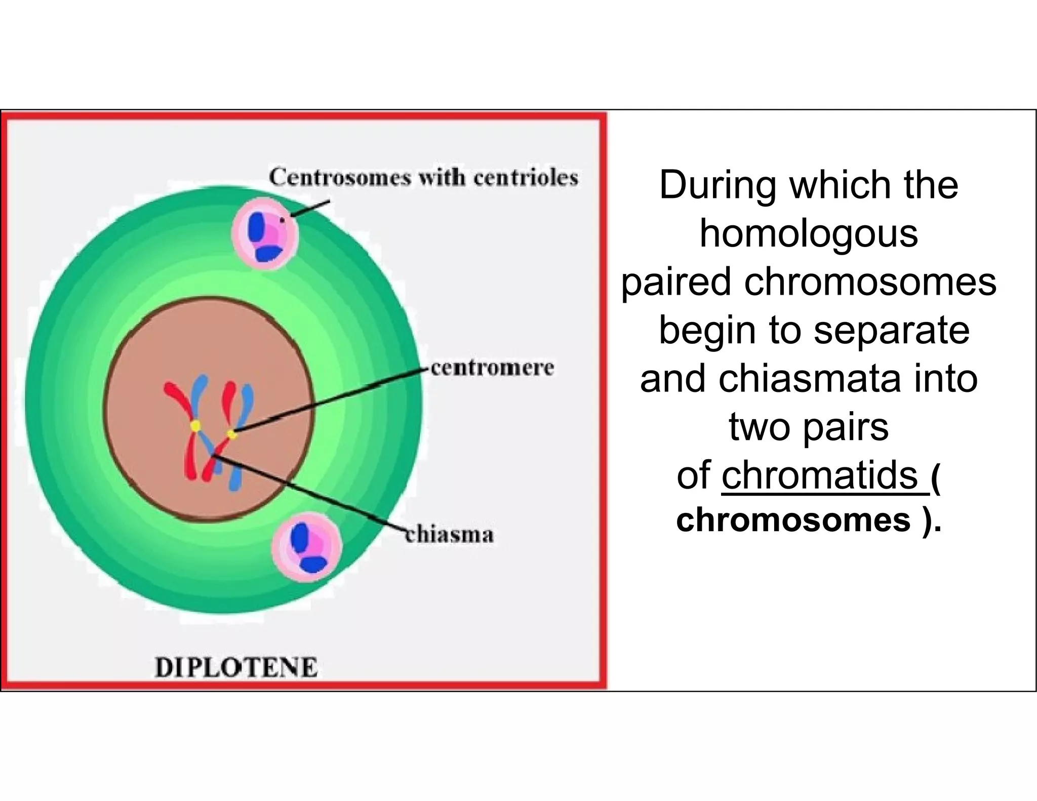 REVIEW OF CELLULAR DIVISION MITOSIS AND MEIOSIS 2023.pdf