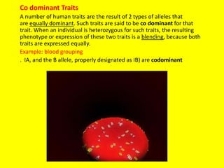 Review of human traits | PPT