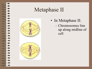 Review+Of+Mitosis | PPT