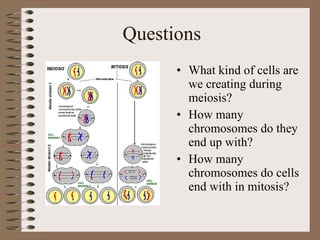Review+Of+Mitosis | PPT