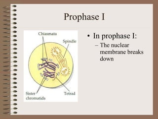 Review+Of+Mitosis | PPT