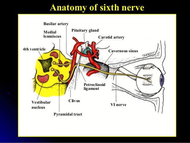 Review of neuro lecture