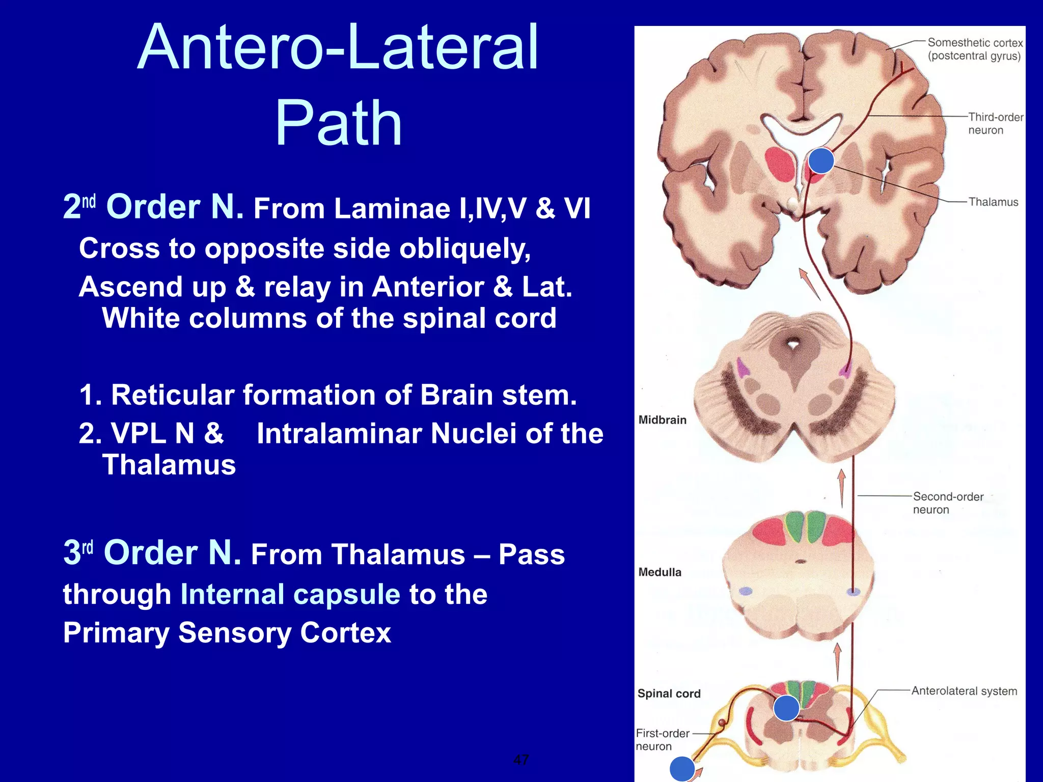 Review of neurophysiology (sensory system) 2016 | PPT