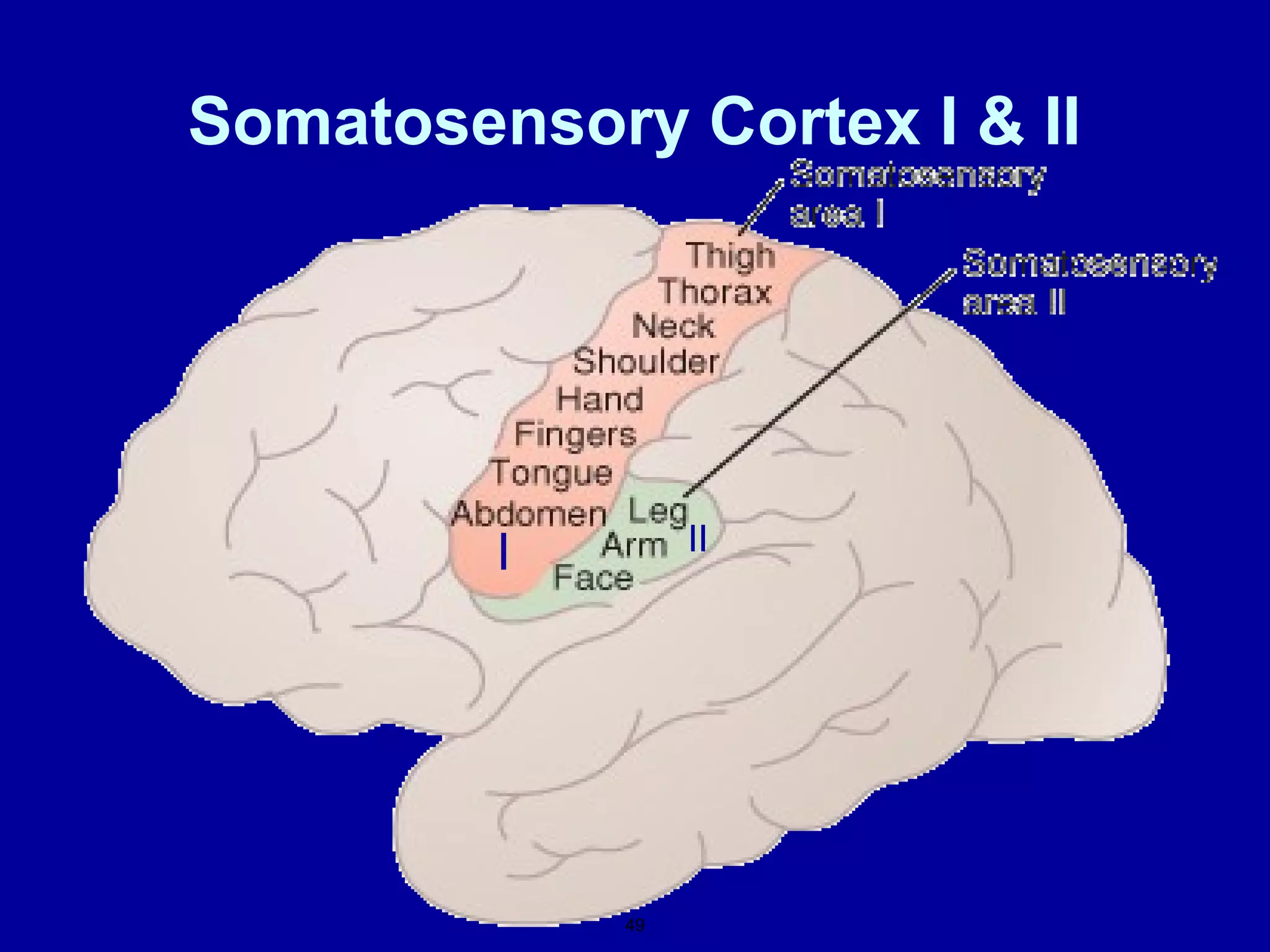Review of neurophysiology (sensory system) 2016 | PPT