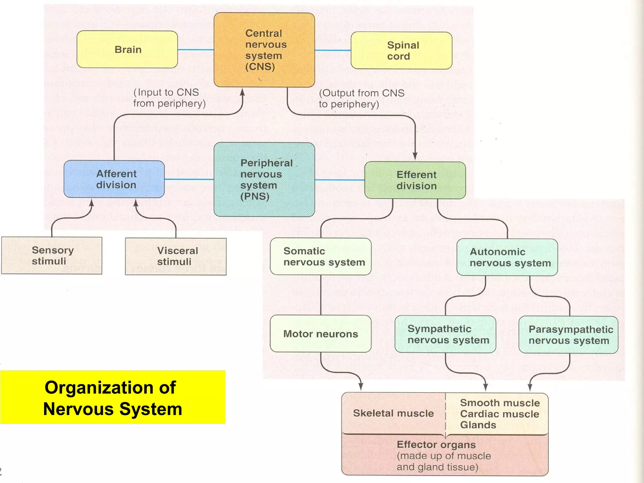 Review of neurophysiology (sensory system) 2016 | PPT