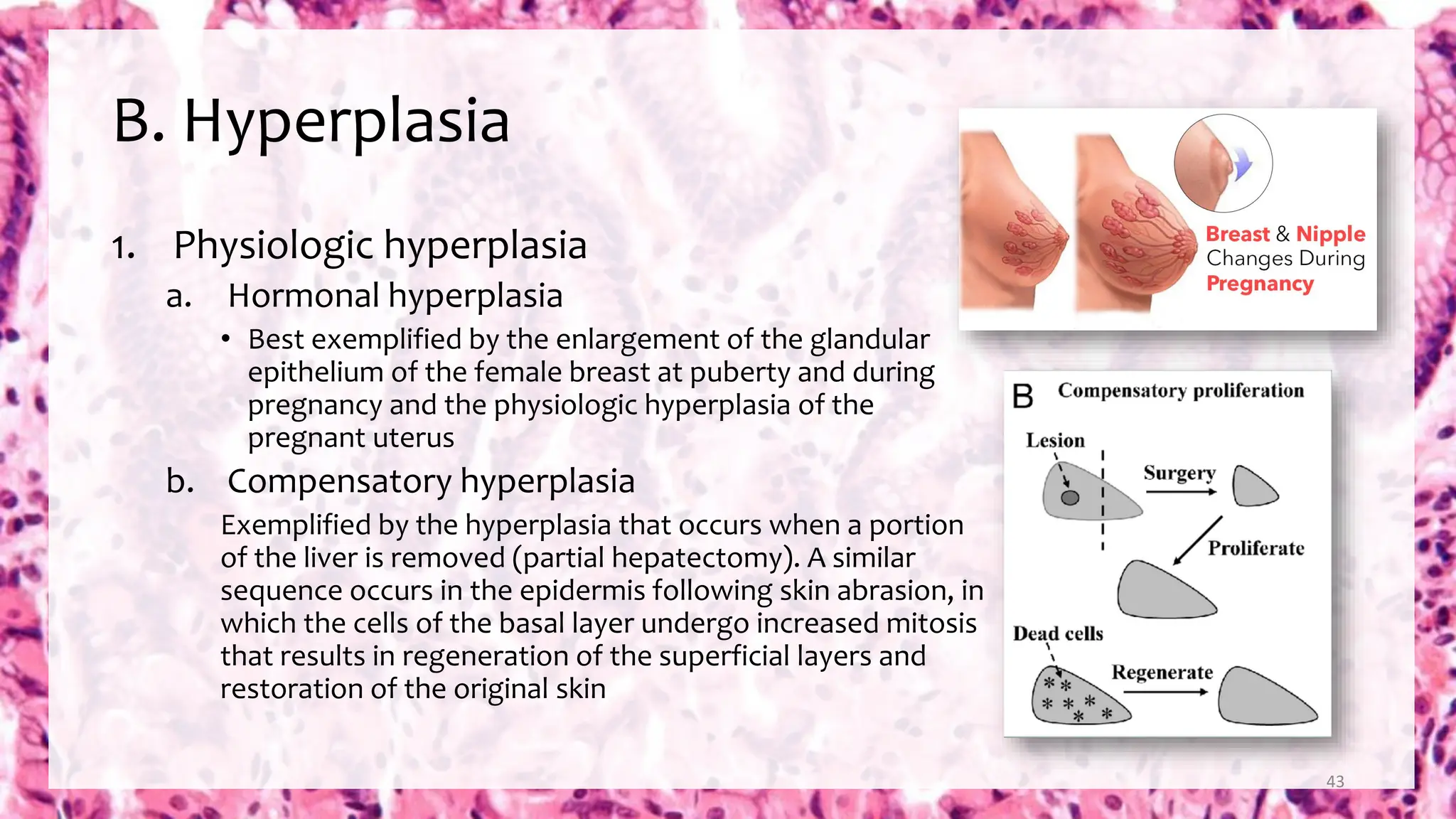 Review of Normal Histology Powerpoint Presentation | PDF