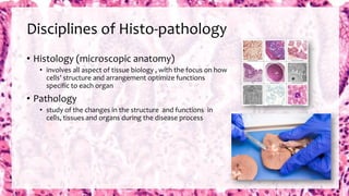 Review of Normal Histology Powerpoint Presentation | PDF