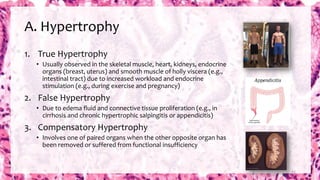 Review of Normal Histology Powerpoint Presentation | PDF