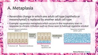 Review of Normal Histology Powerpoint Presentation | PDF