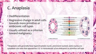 Review of Normal Histology Powerpoint Presentation | PDF
