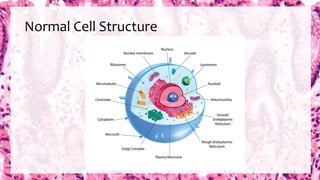 Review of Normal Histology Powerpoint Presentation | PDF