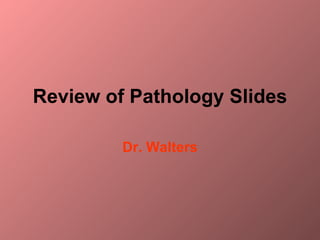 Review of pathology slides | PPT