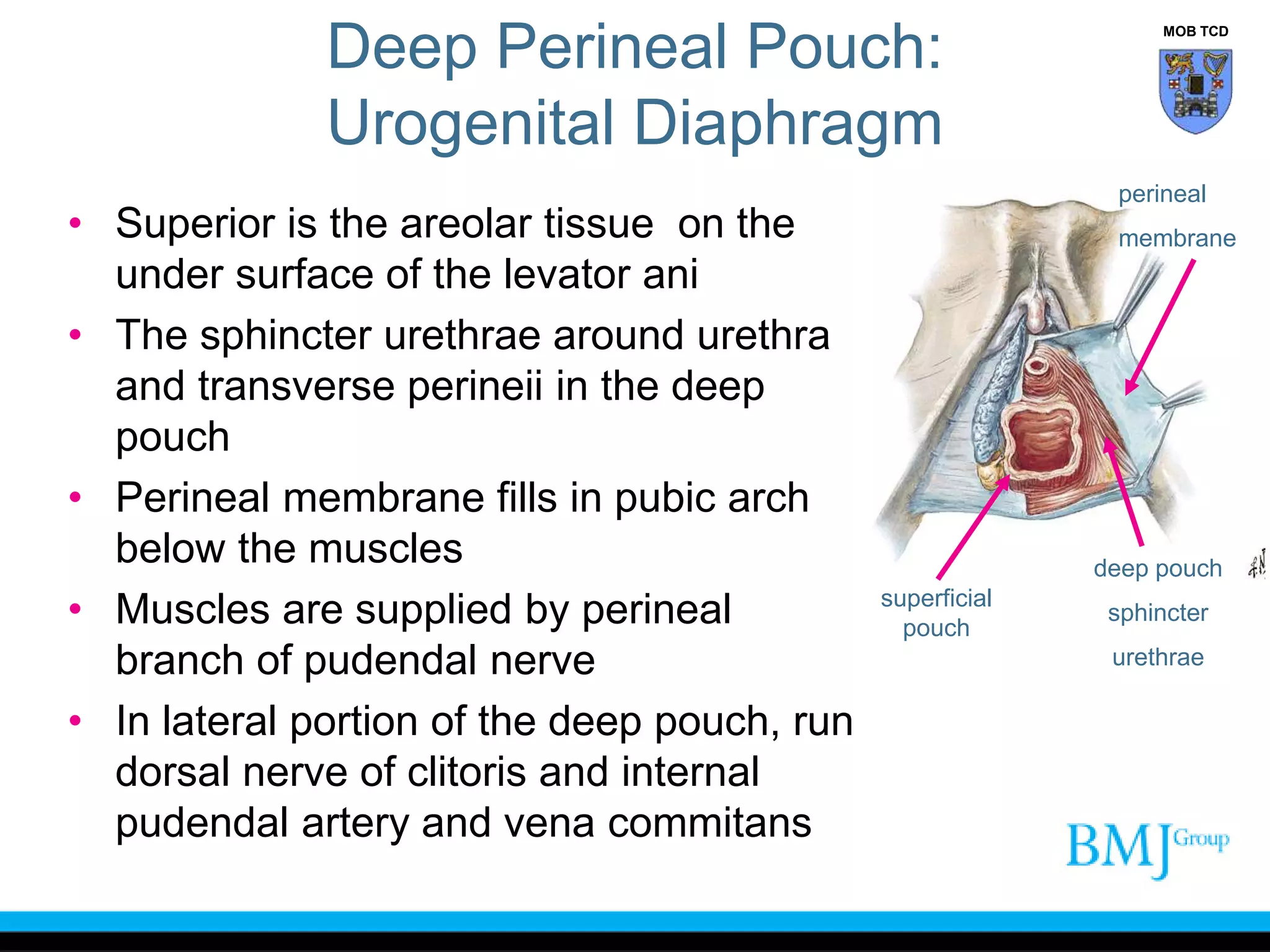Review_of_Pelvic_Anatomy_BMJ.pptx