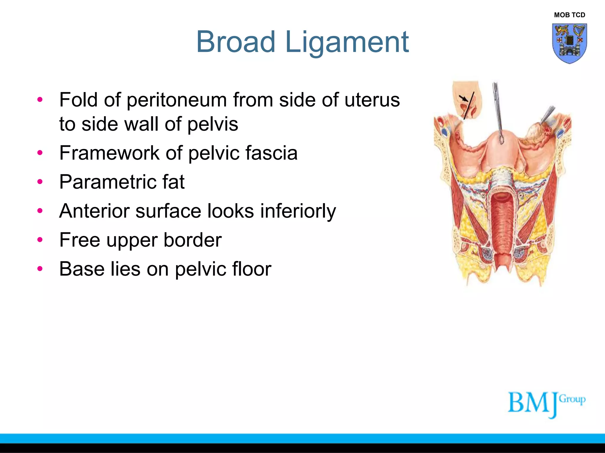 Review_of_Pelvic_Anatomy_BMJ.pptx