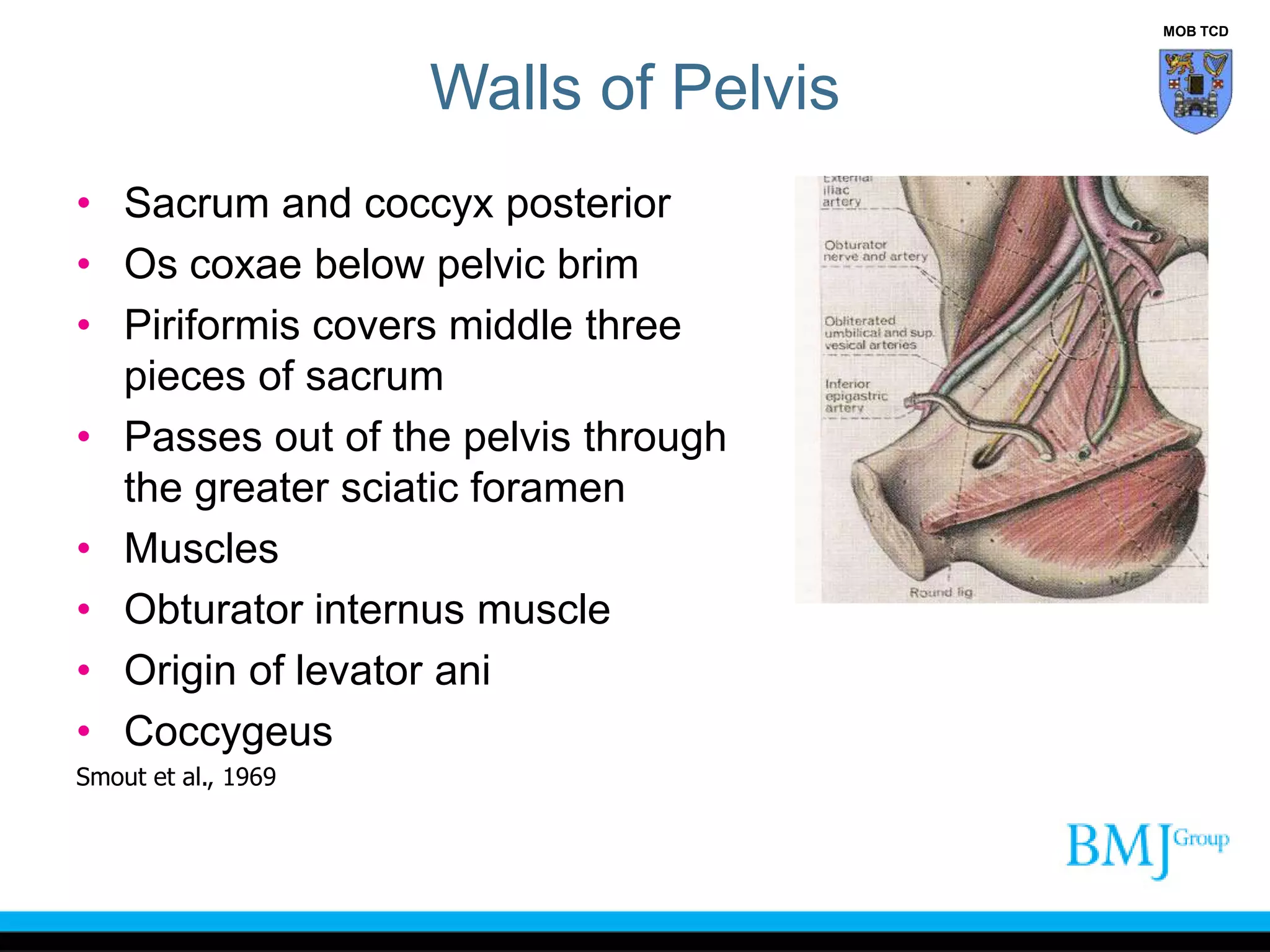 Review_of_Pelvic_Anatomy_BMJ.pptx