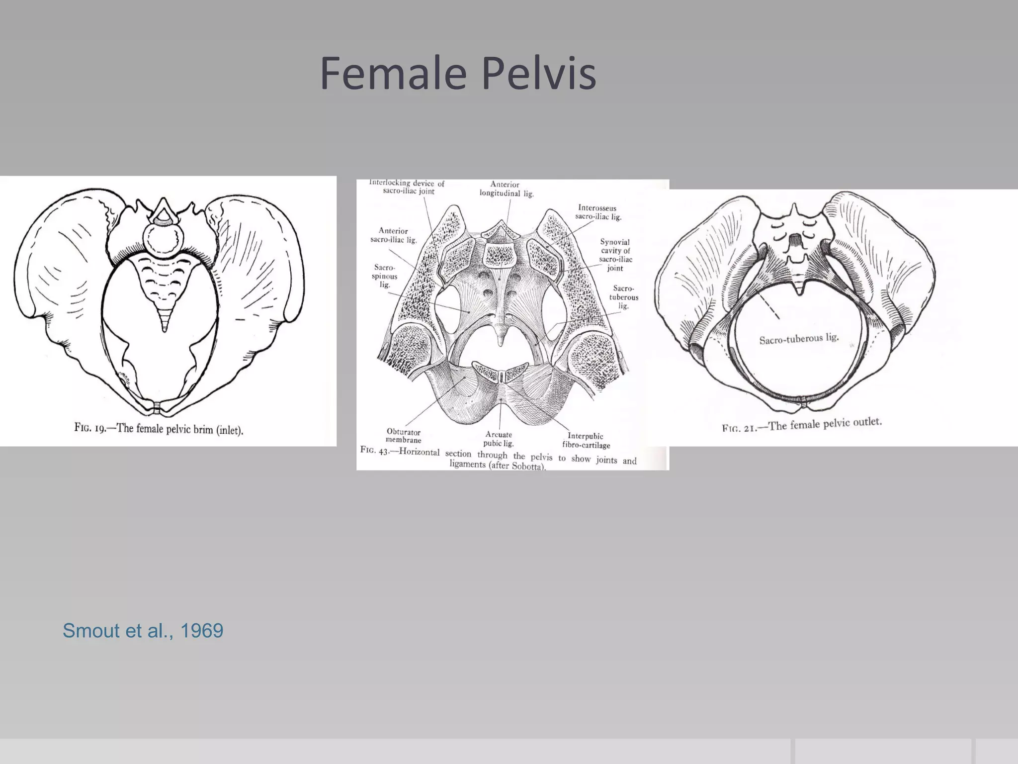 Review of pelvic_anatomy_by- dr. armaan singh | PPT