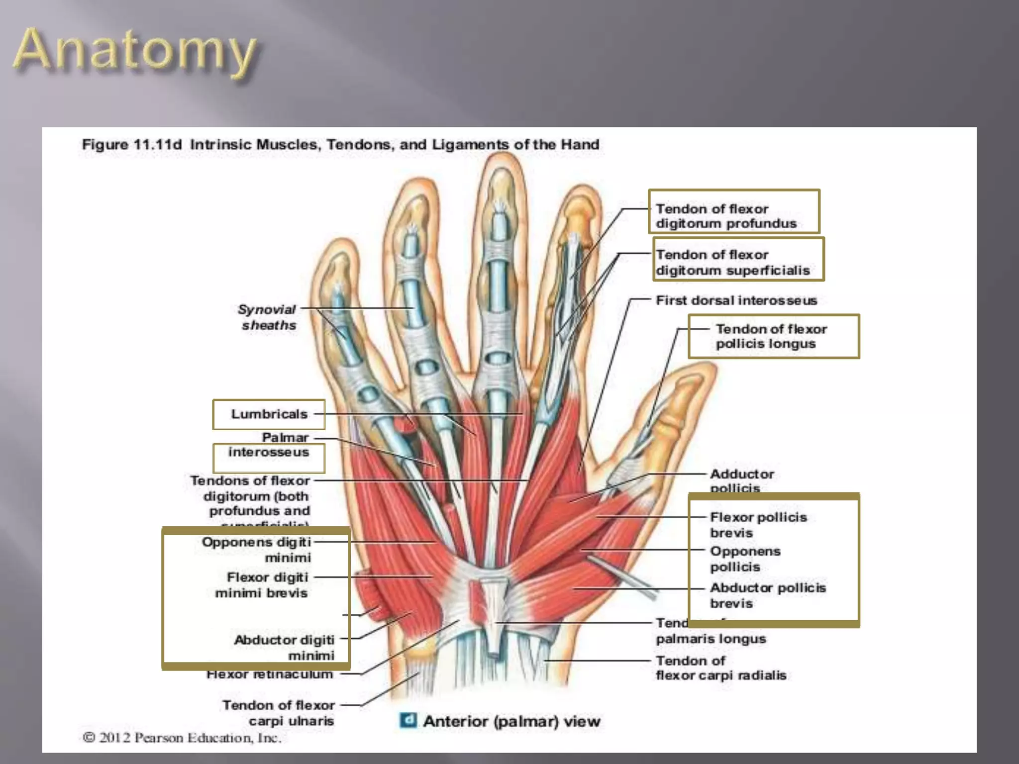 Review of rehabilitation protocol after Flexor tendon injuries | PPT