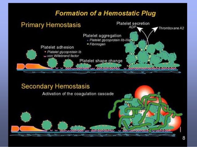Review of the coagulation system