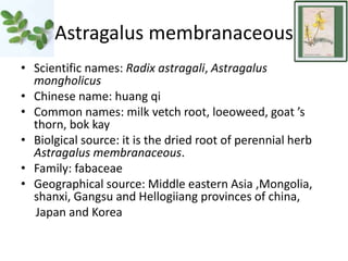 Astragalus membranaceous | PPTX