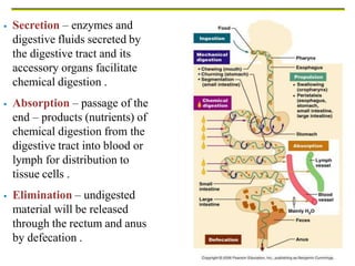 REVIEW ON DIGESTIVE SYSTEMS POWERPOINTS I | PPT