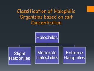 Applications of halophilic organisms .pptx