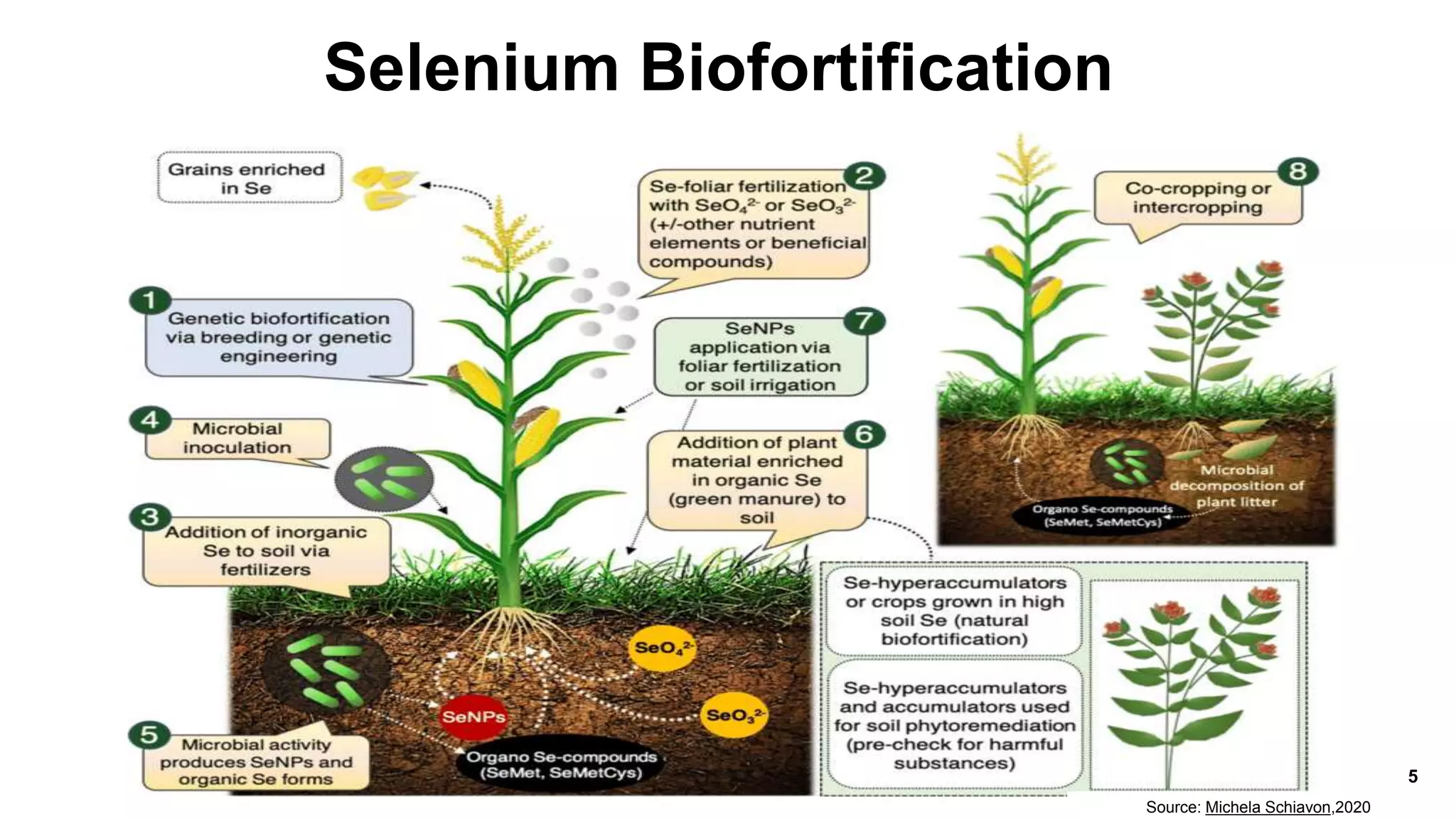 Biofortification and Phytoremediation Strategies of Selenium | PPTX